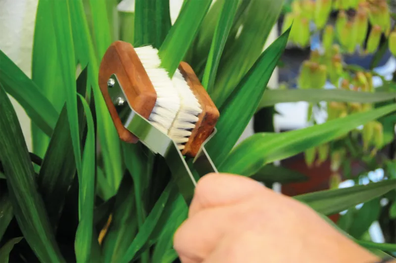 Plant Brush – Way of Being